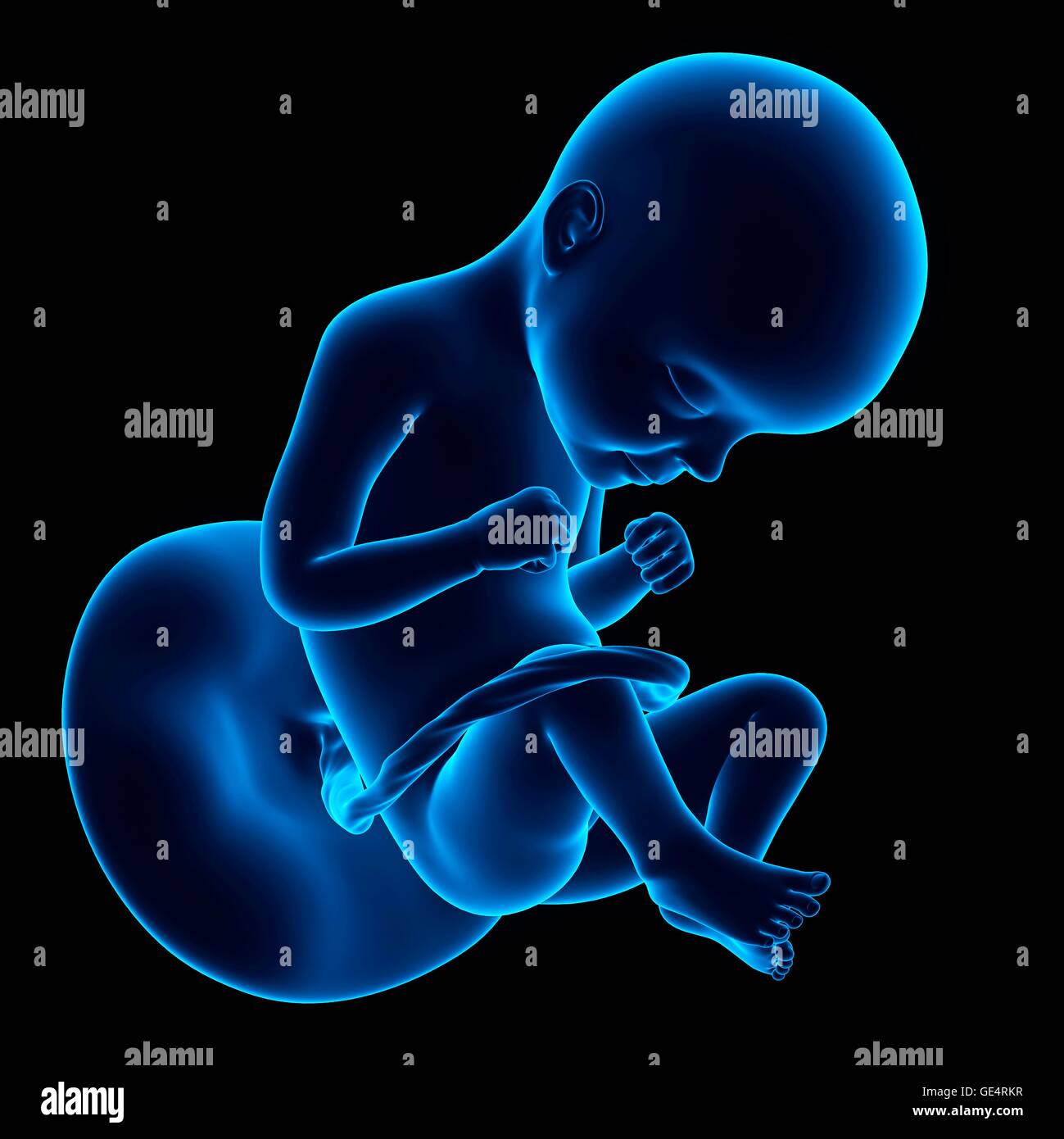 Human fetus age 29 weeks, illustration Stock Photo - Alamy
