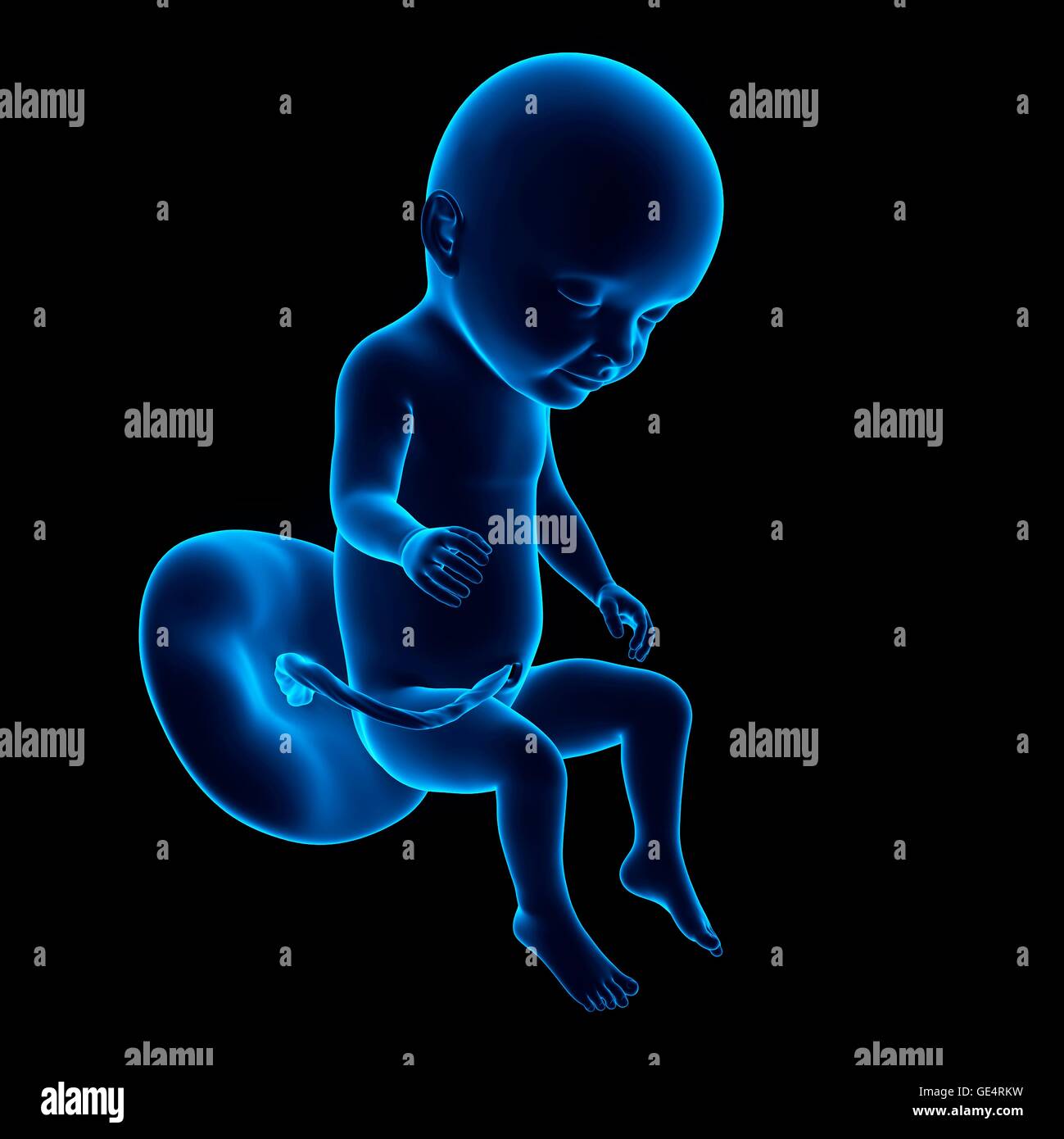 Human fetus age 31 weeks, illustration Stock Photo - Alamy