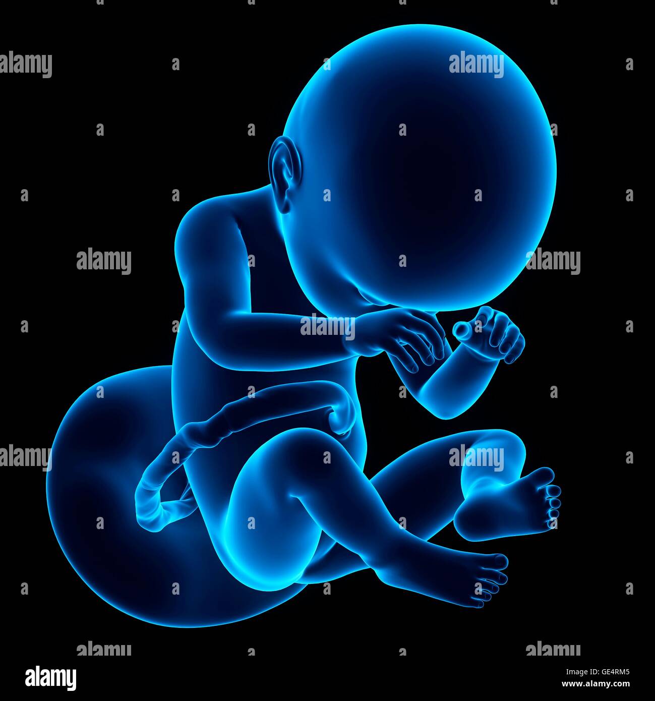 Human fetus age 38 weeks, illustration Stock Photo - Alamy