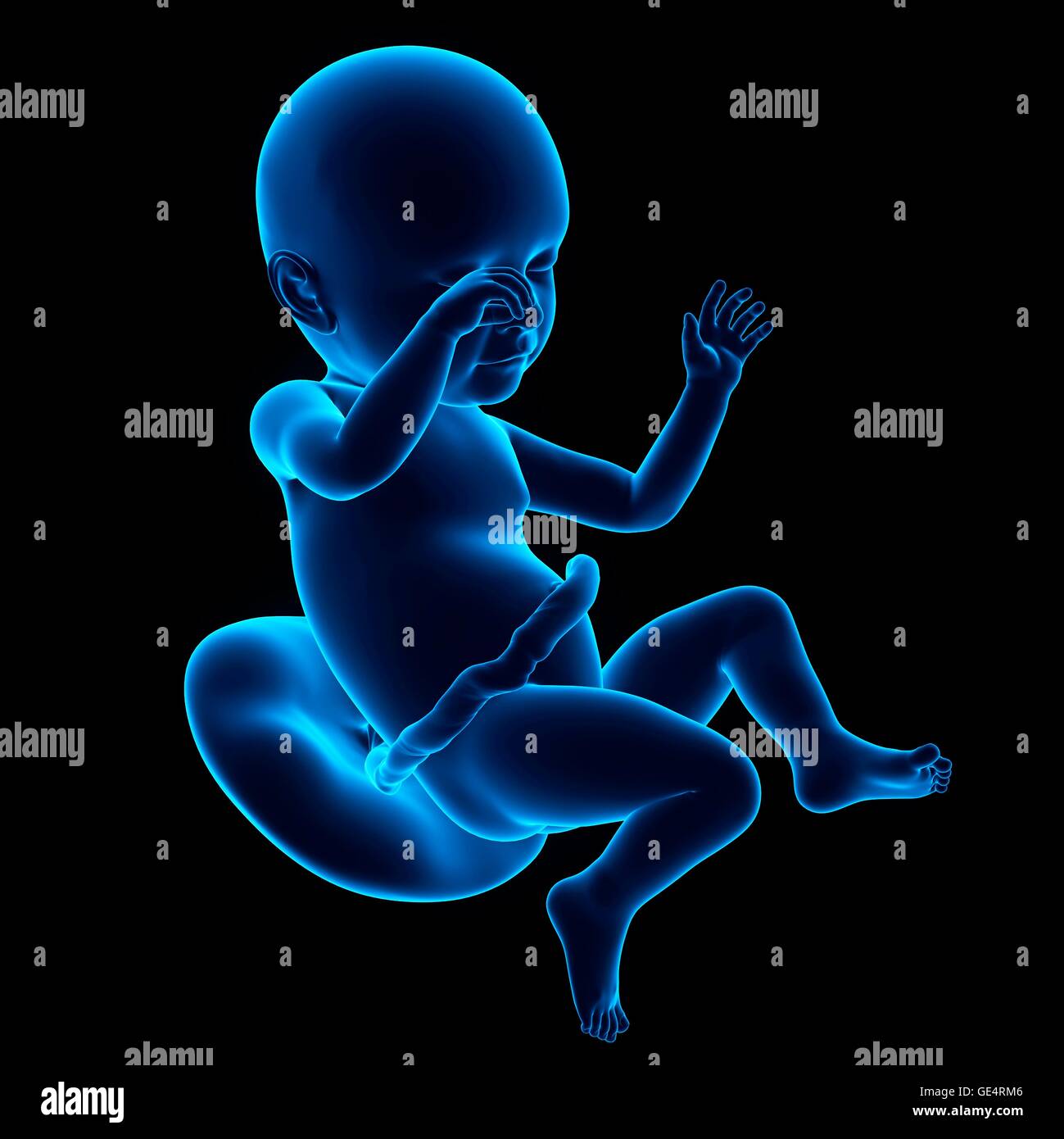 Human fetus age 39 weeks hi-res stock photography and images - Alamy