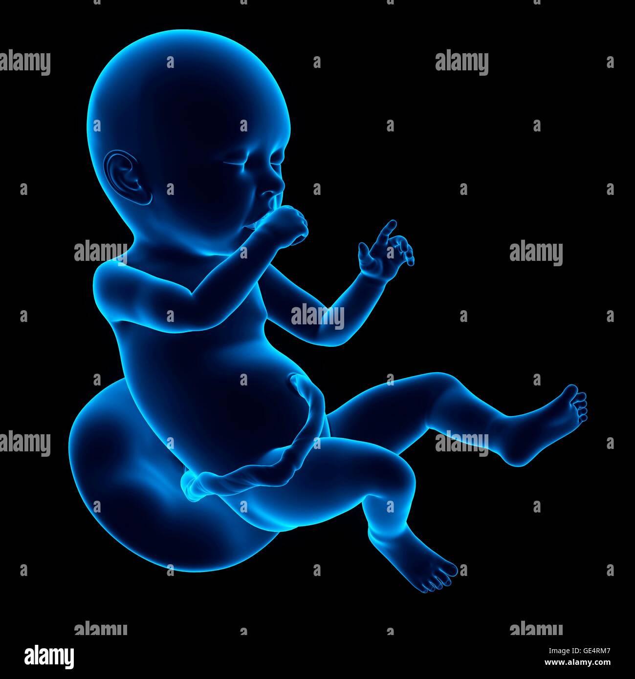 40 weeks fetal growth hi-res stock photography and images - Alamy