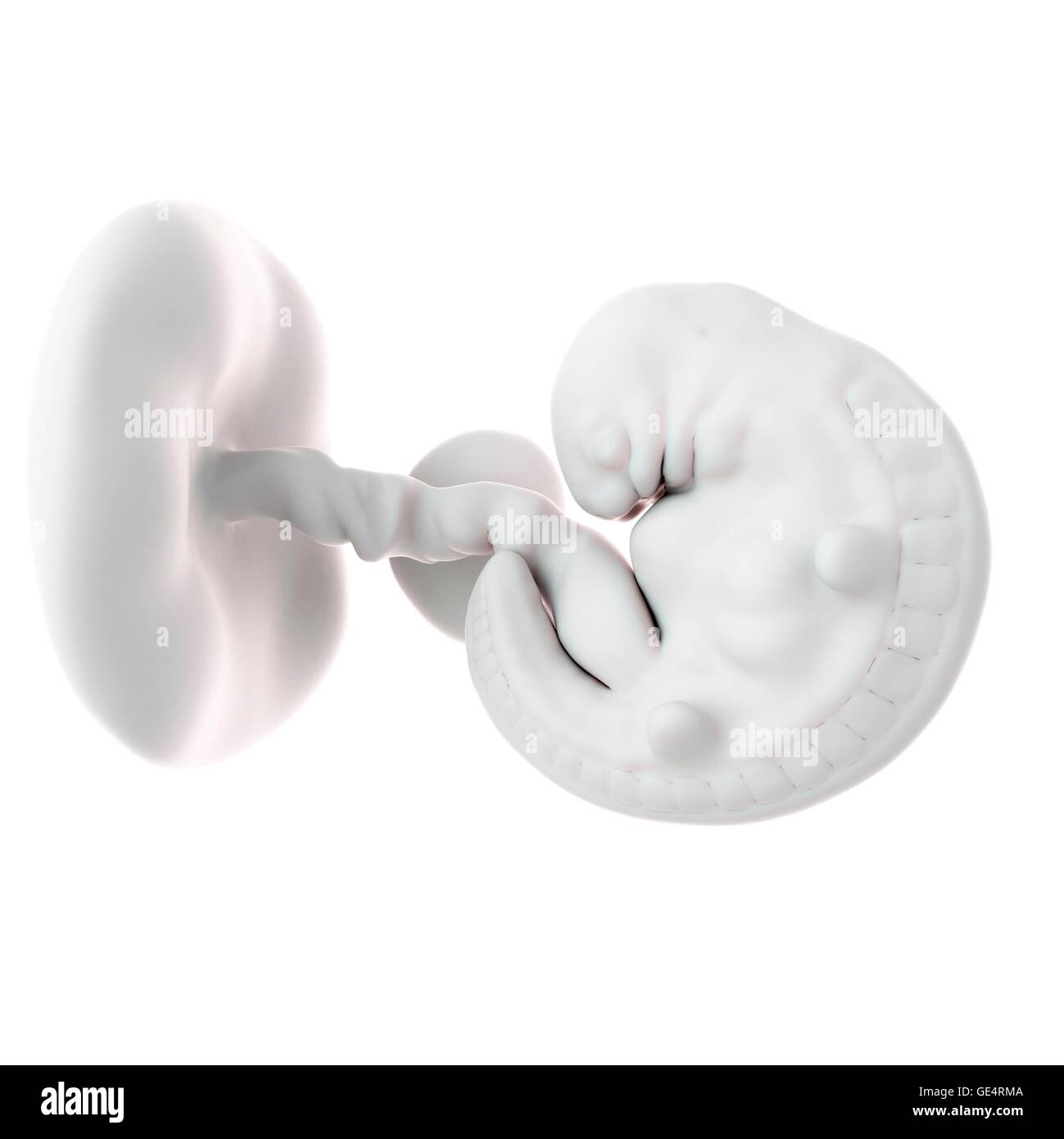 Fetus 6 weeks hi-res stock photography and images - Alamy