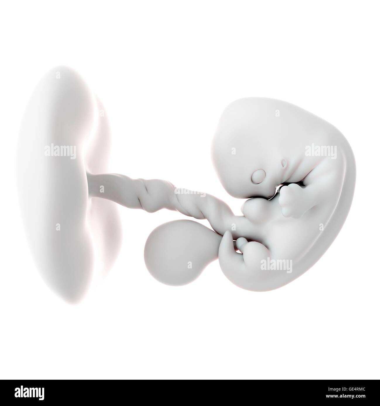 Human fetus age 7 weeks, illustration Stock Photo - Alamy