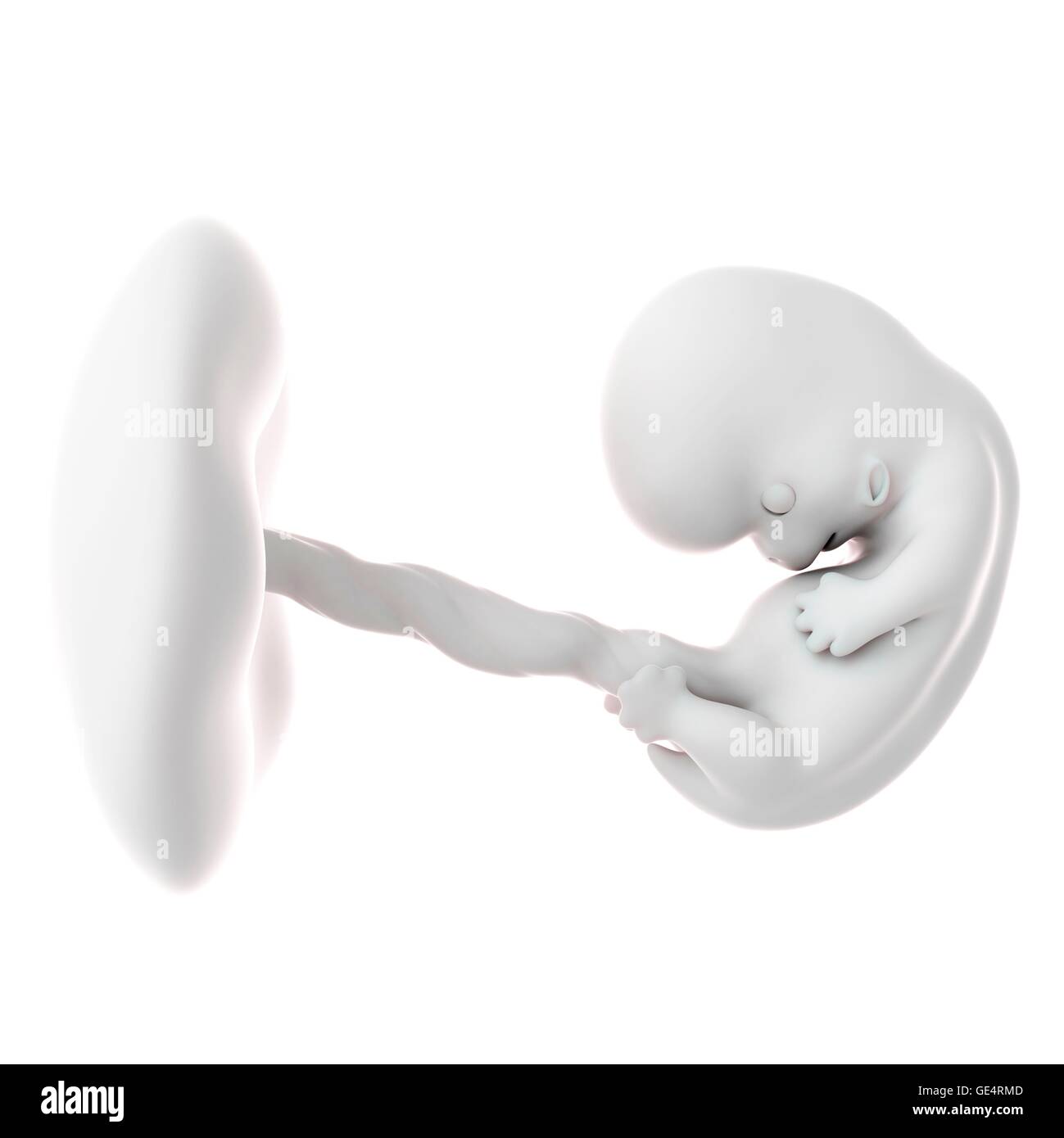 Human fetus age 8 weeks Cut Out Stock Images & Pictures - Alamy
