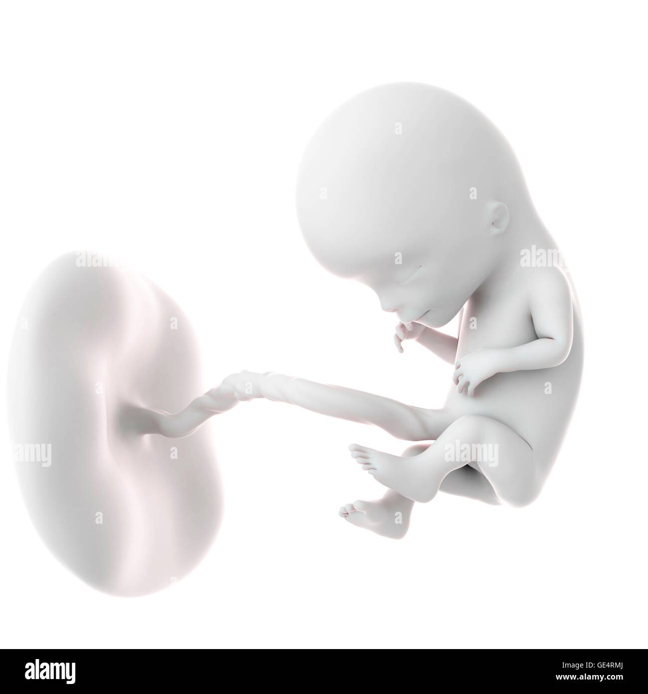 12 weeks human fetus hi-res stock photography and images - Alamy