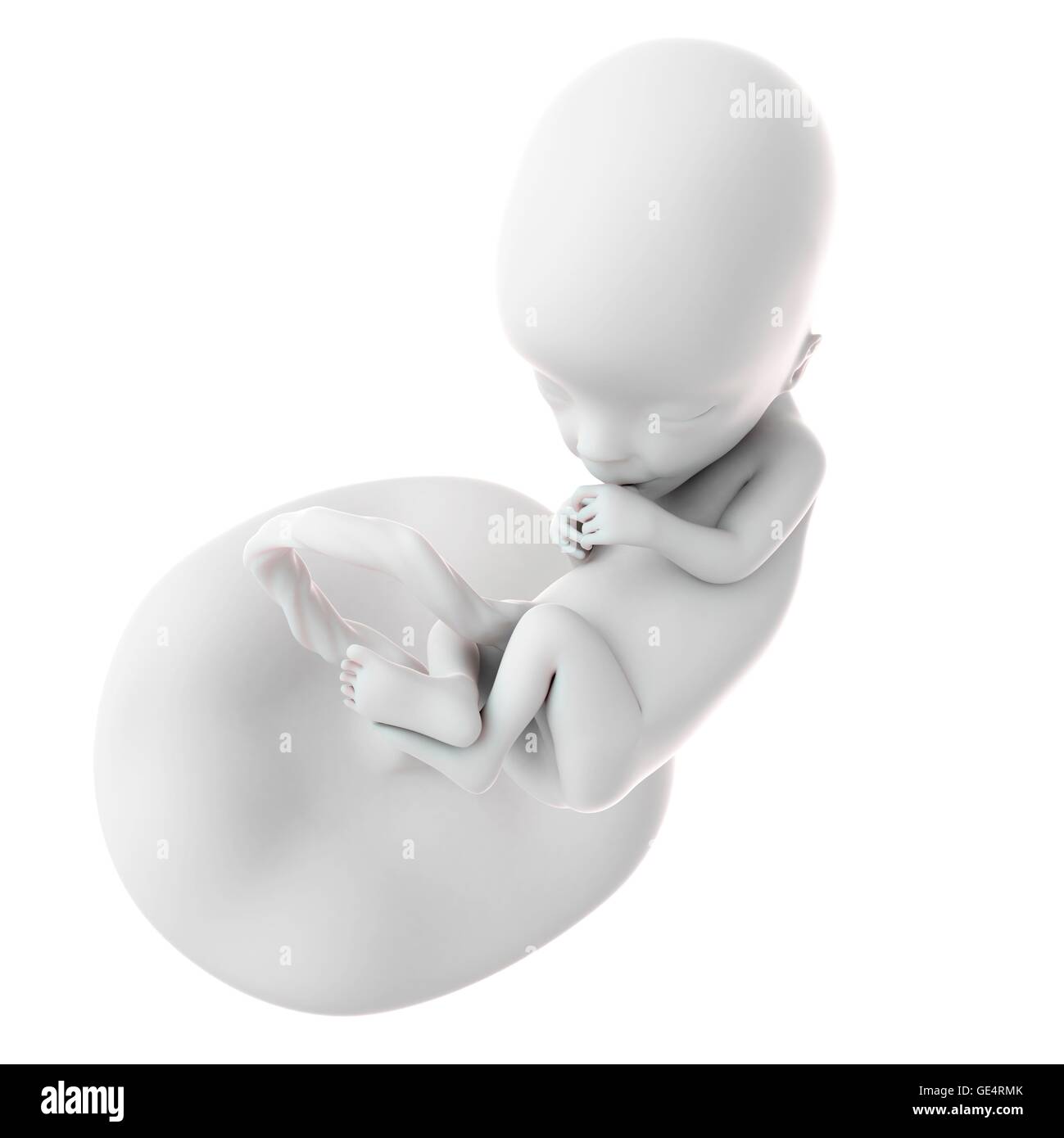 Fetus at 13 weeks hi-res stock photography and images - Alamy