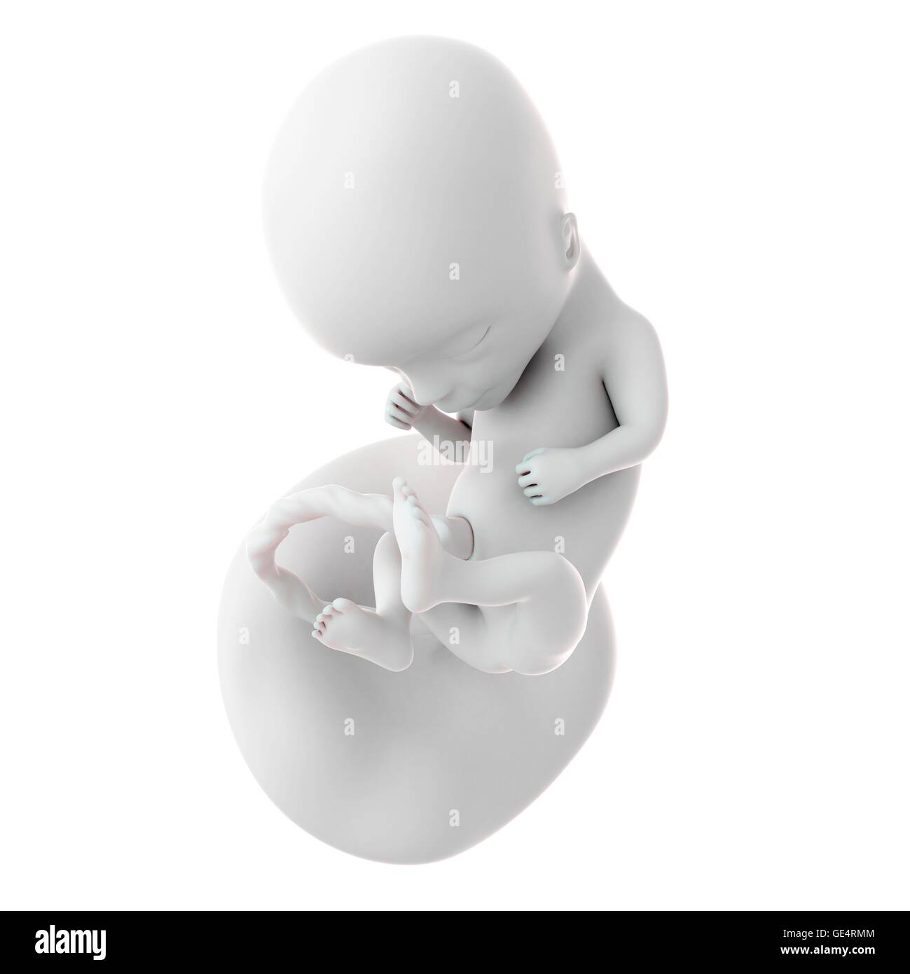 Fetus at 14 weeks hi-res stock photography and images - Alamy