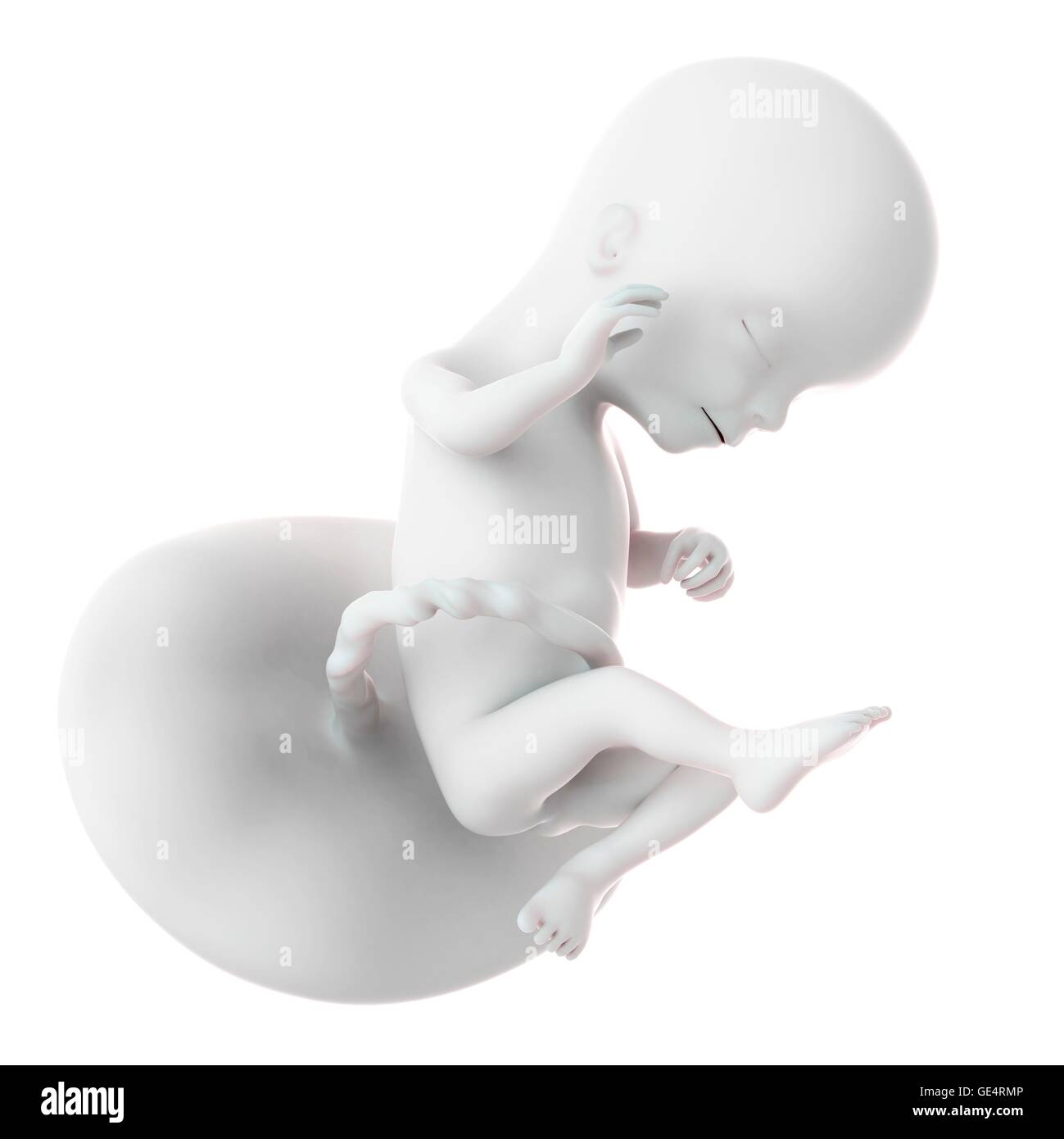 Human fetus age 16 weeks, illustration Stock Photo - Alamy