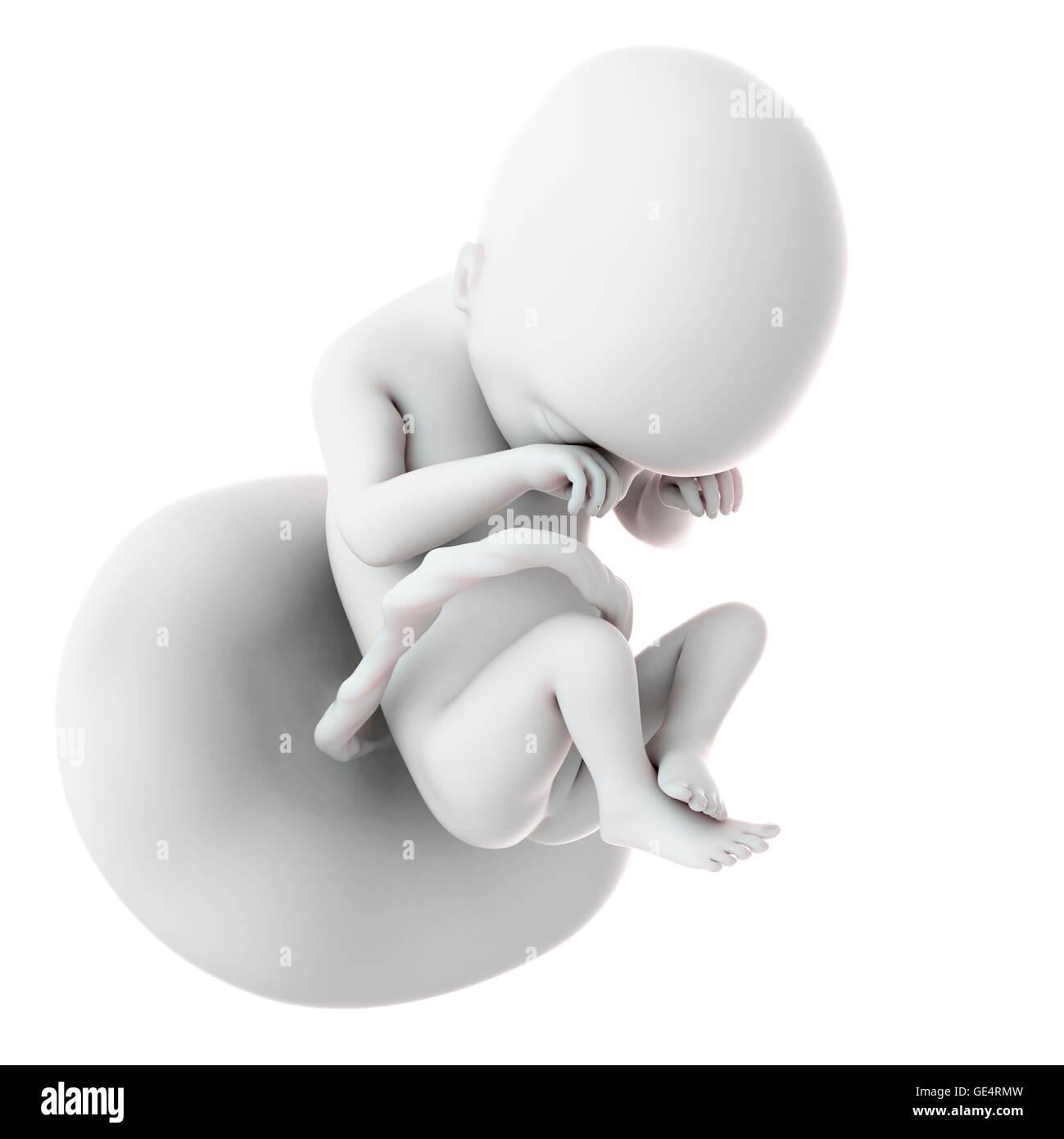 Human fetus age 19 weeks, illustration Stock Photo - Alamy