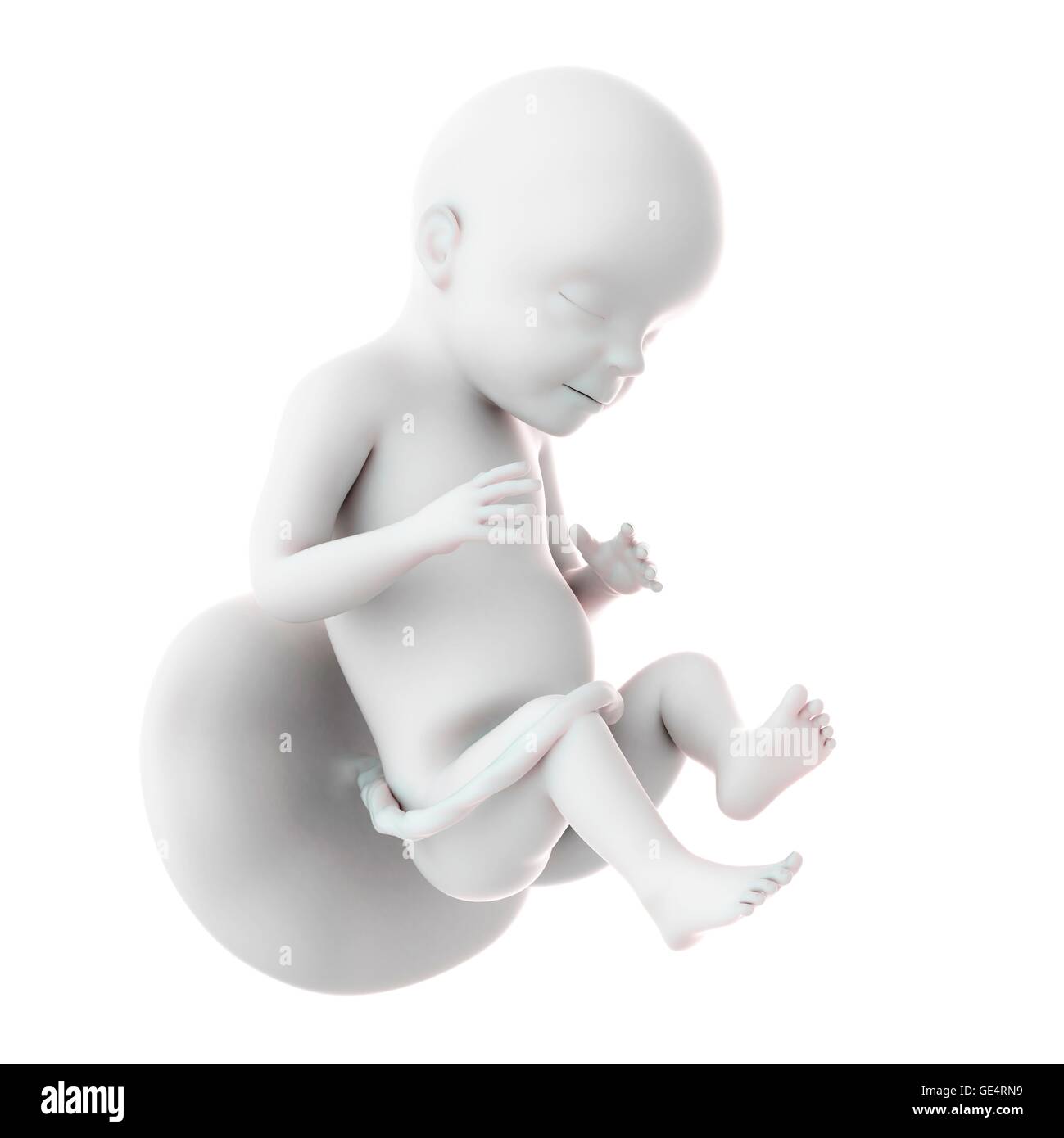 28 weeks Cut Out Stock Images & Pictures - Alamy