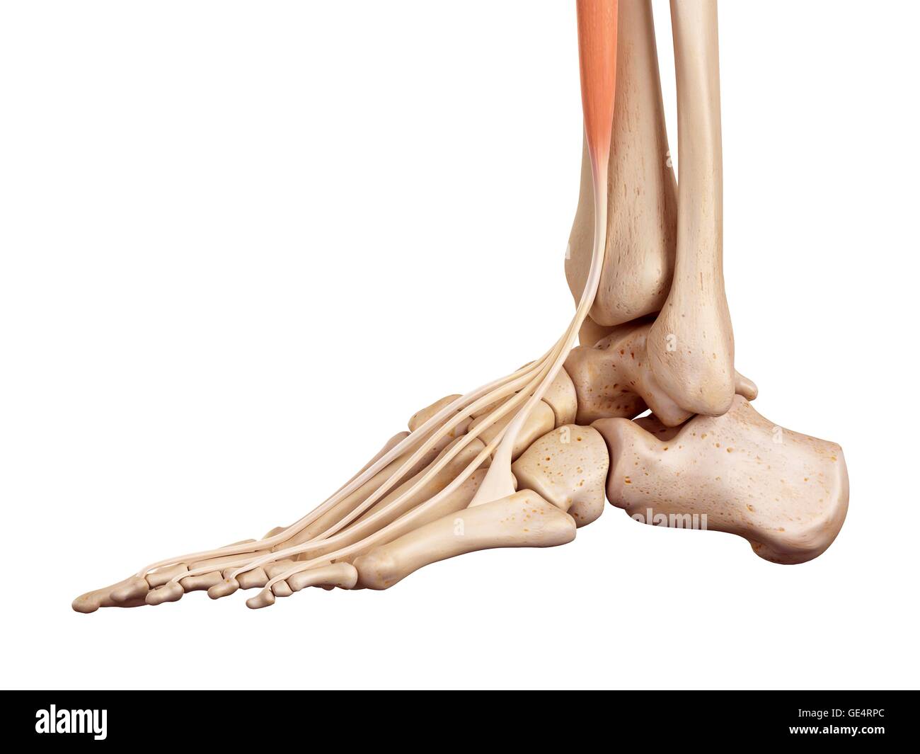 Human foot anatomy, illustration Stock Photo - Alamy