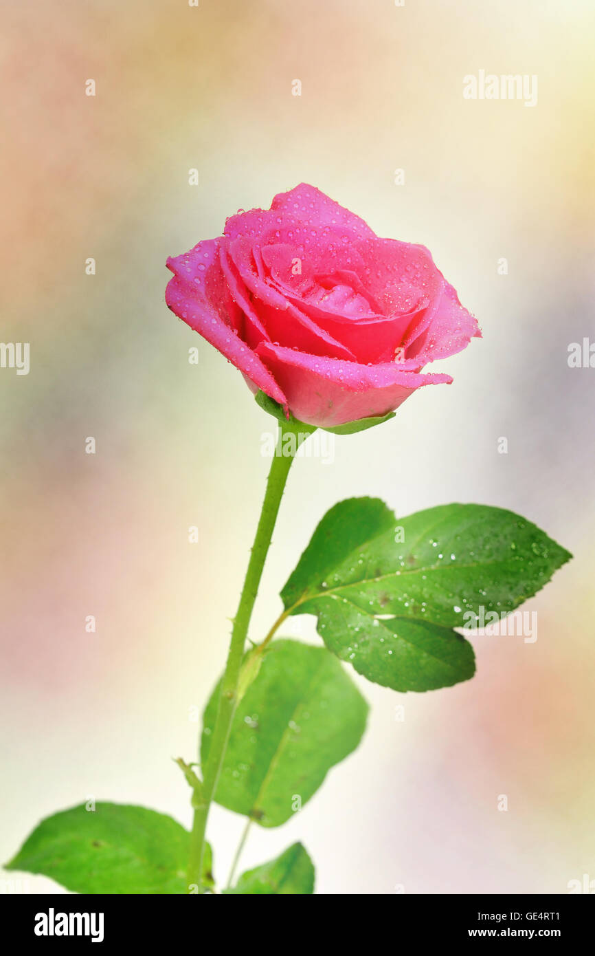 red rose flower close up view Stock Photo - Alamy