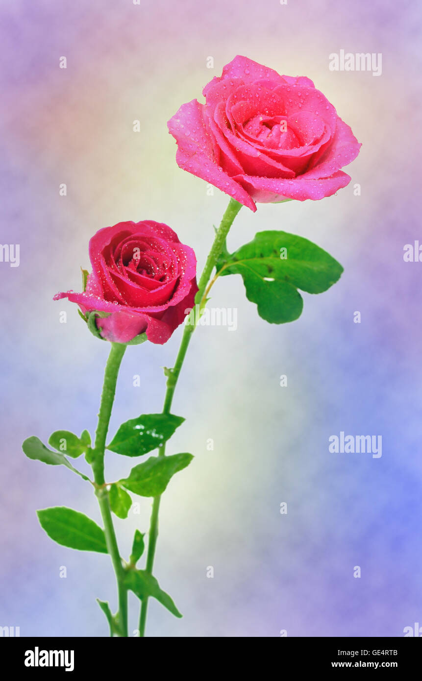 Closeup rose hi-res stock photography and images - Alamy