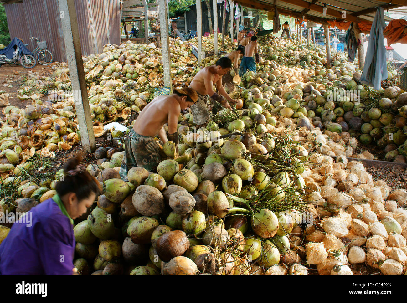 Group of Asian manual worker work hard at coconut granary, Vietnamese ...