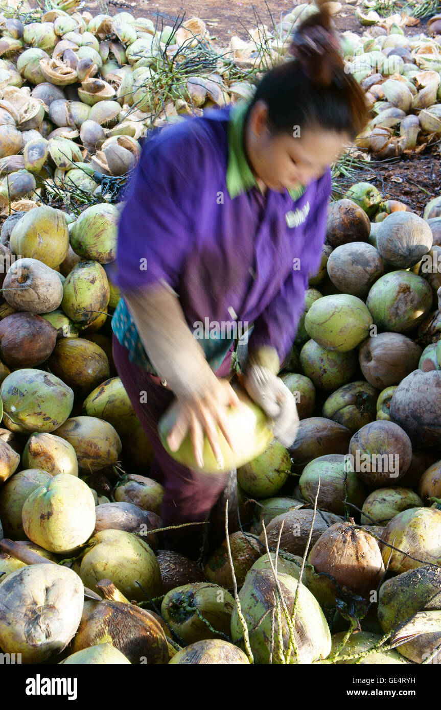 Group of Asian manual worker work hard at coconut granary, Vietnamese ...