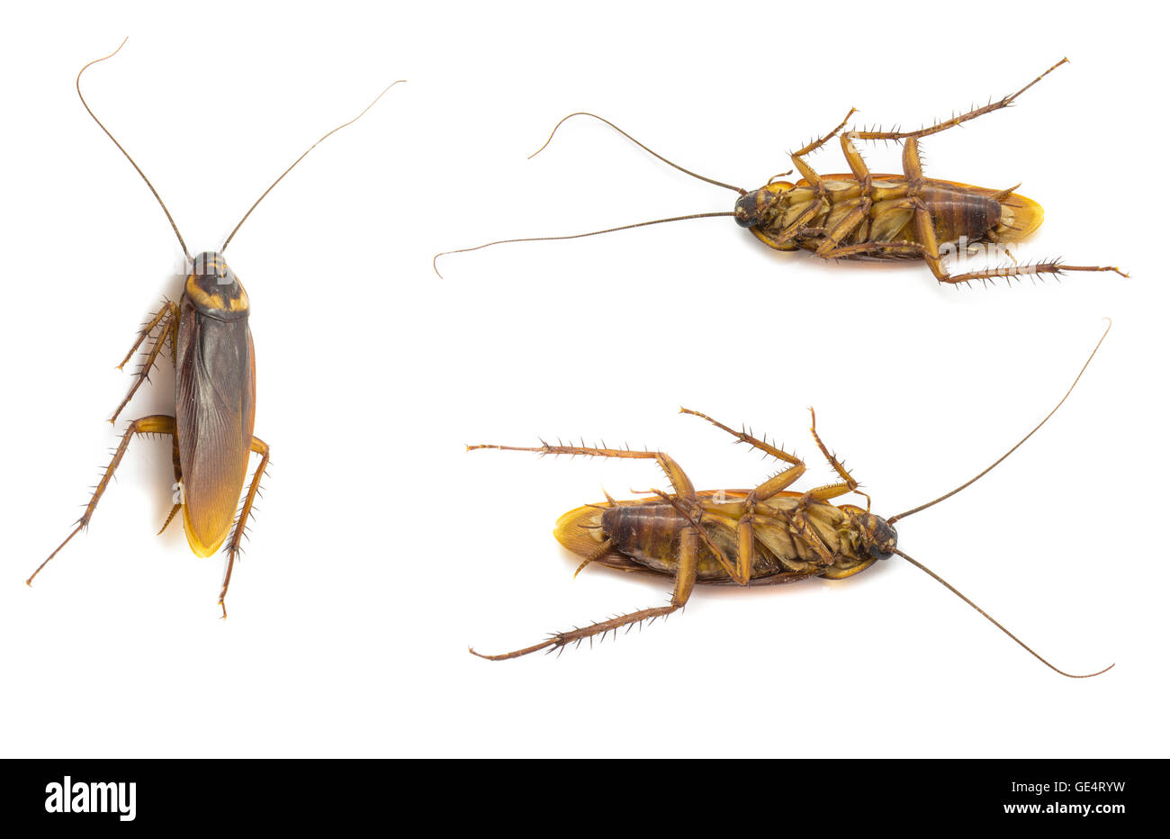 Closeup cockroach collection isolated on a white background Stock Photo ...