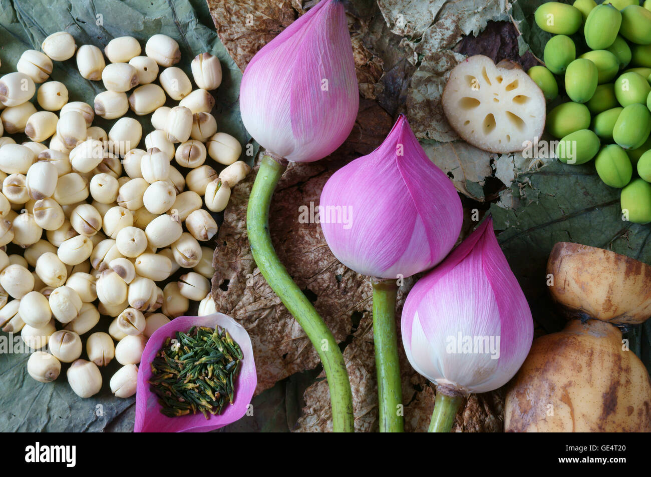 Collection of lotus, pink lotus flower, green seed, white lotus seed in ...