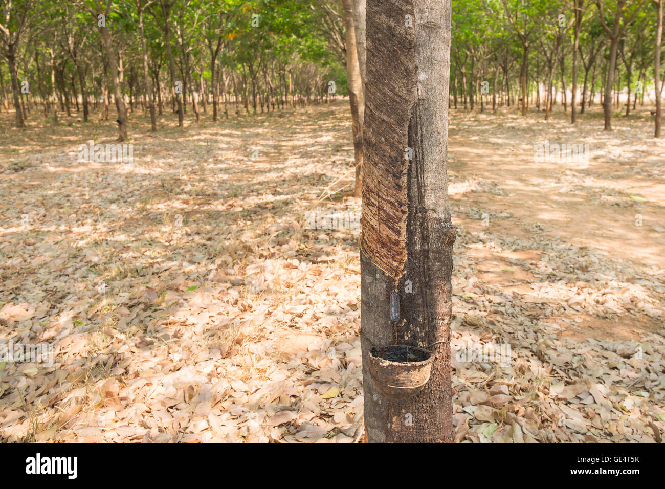 rubber tree farm at thailand as a source of natural rubber is planted ...