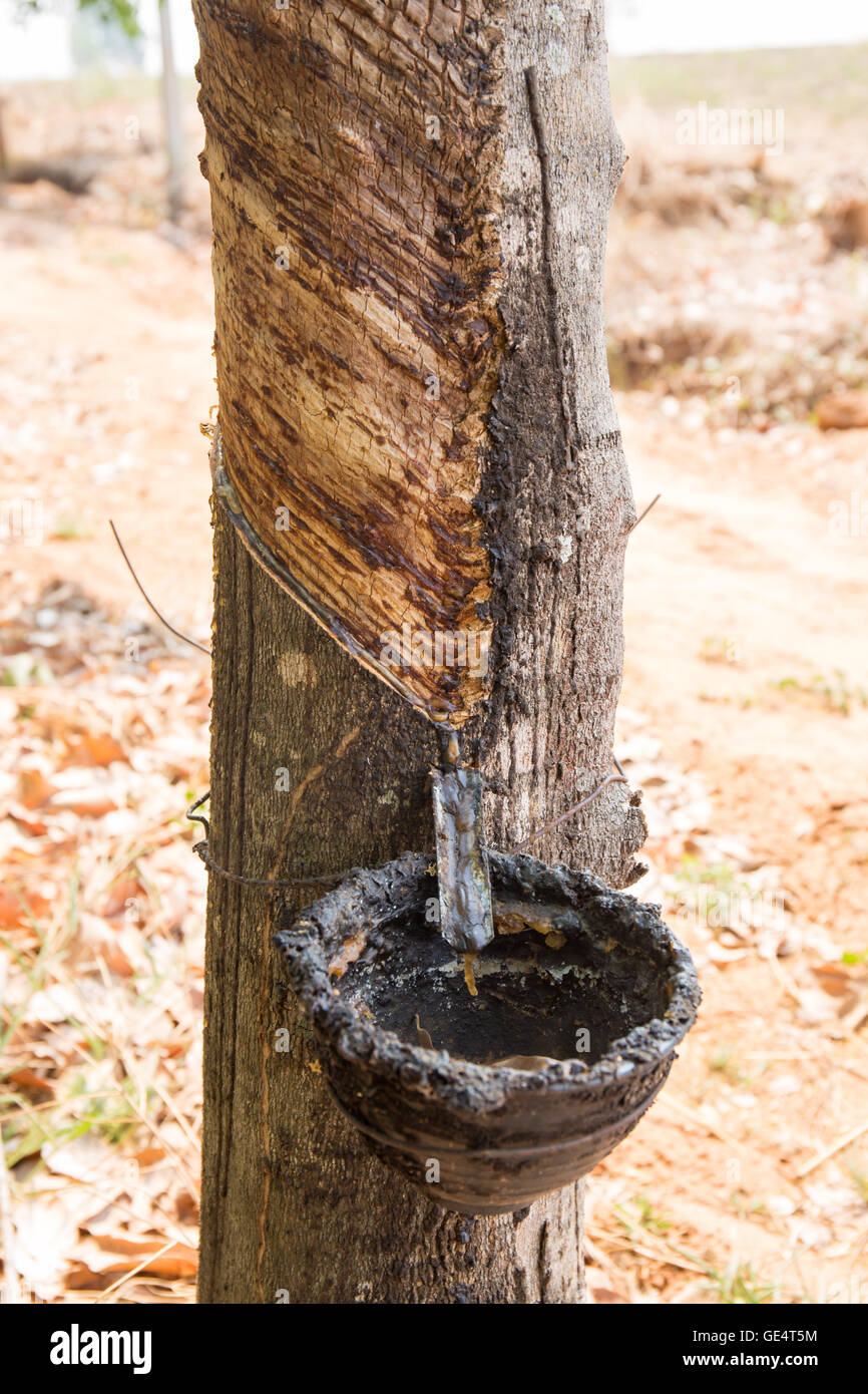 old rubber tree farm at thailand as a source of natural rubber Stock ...