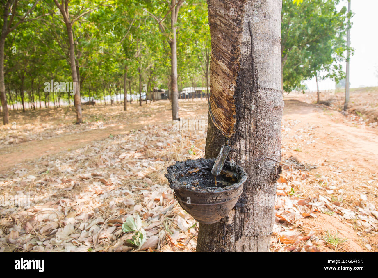old rubber tree farm at thailand as a source of natural rubber Stock ...