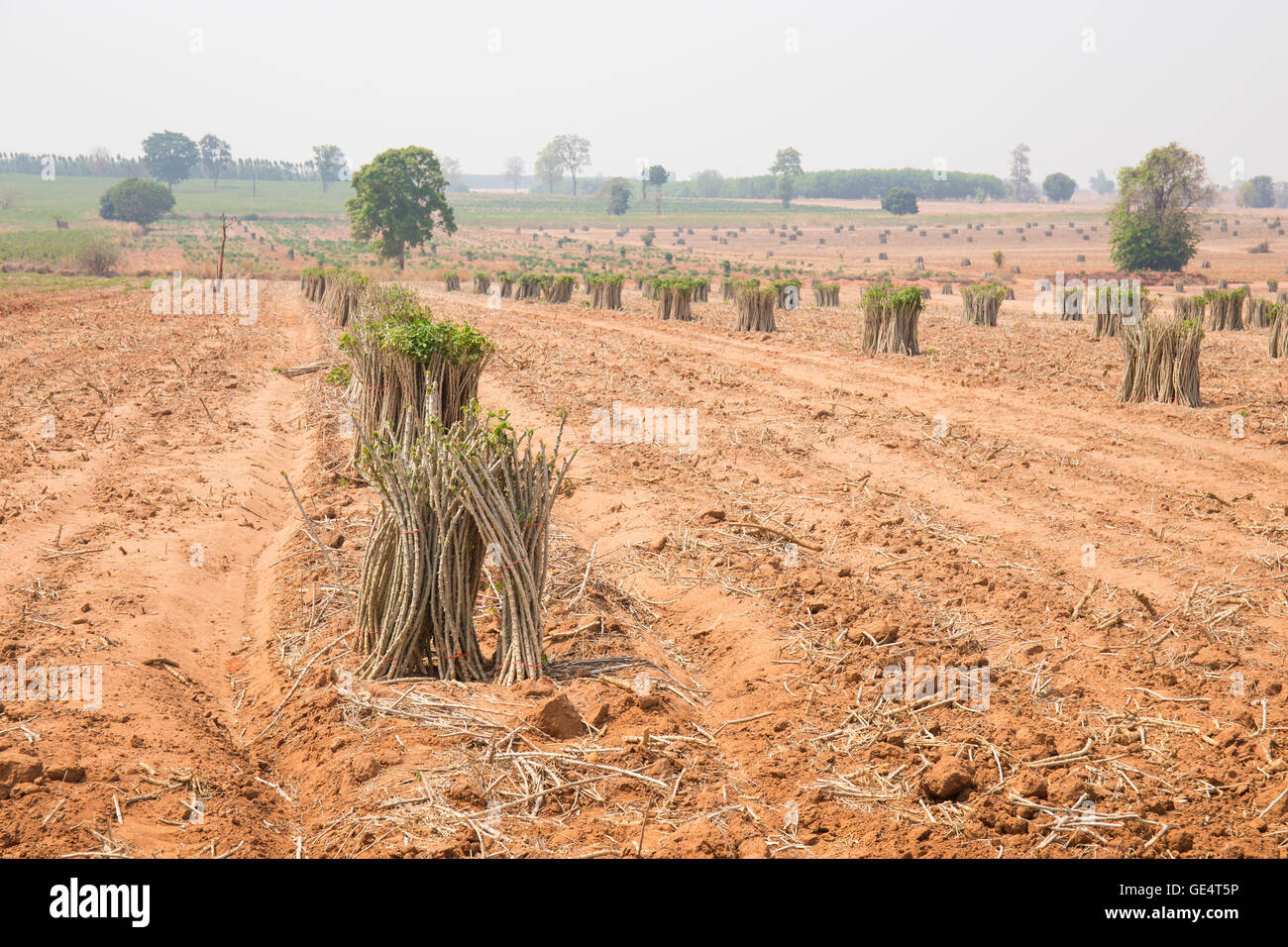The cultivation of cassava plantation at field. Landscape of cassava ...