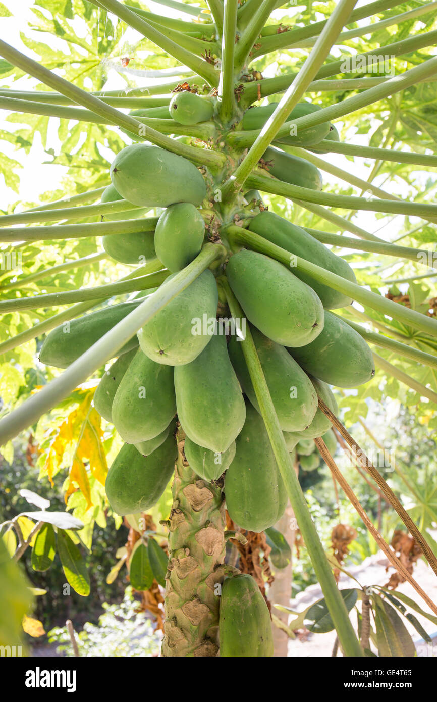 papaya tree with fruits. raw food for papaya salad Stock Photo - Alamy