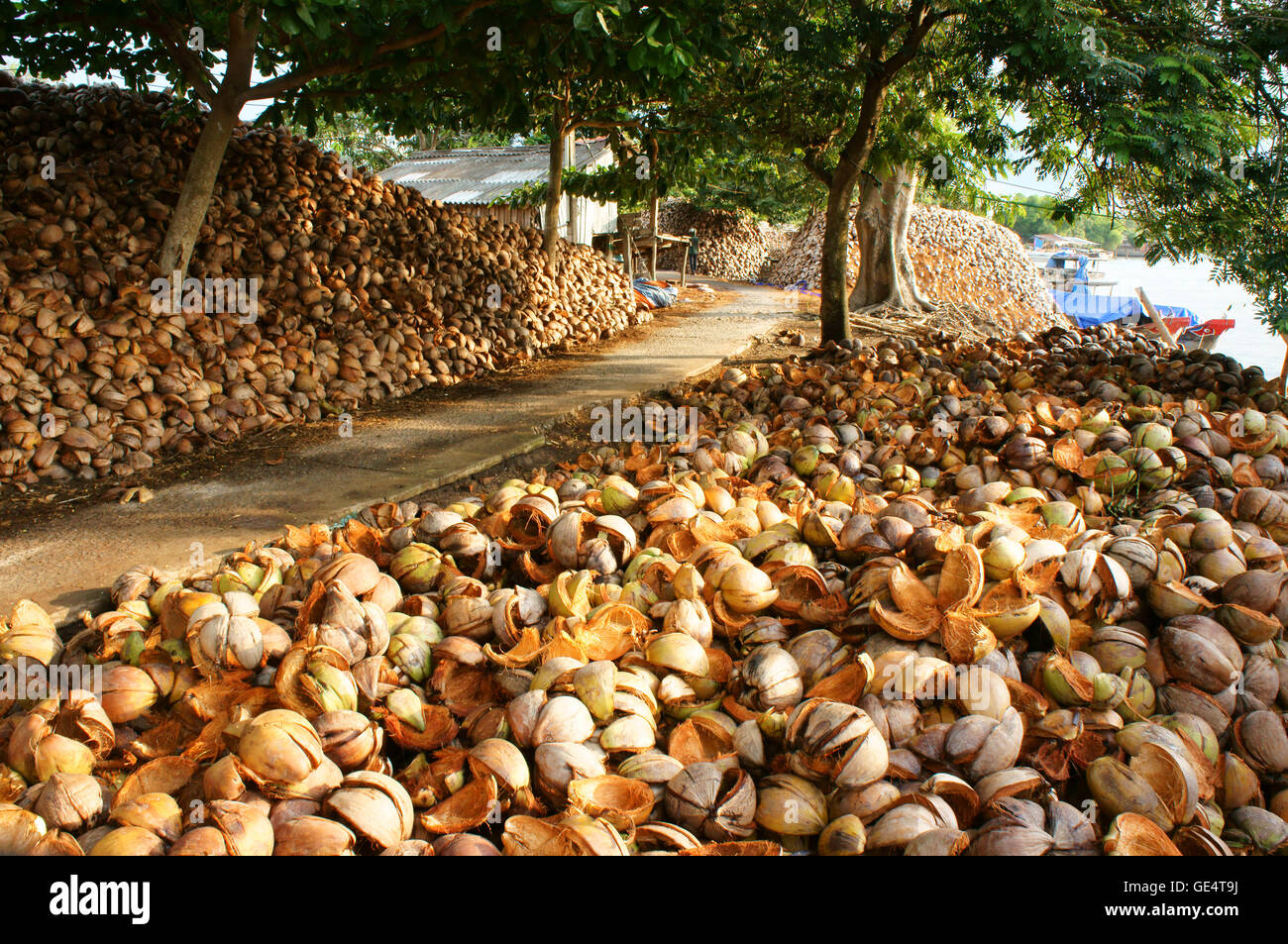 Amazing landscape of Vietnamese coconut area, Ben Tre, heap of coir on ...