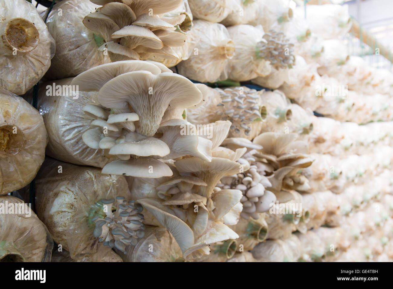 Button mushroom growing hi-res stock photography and images - Alamy