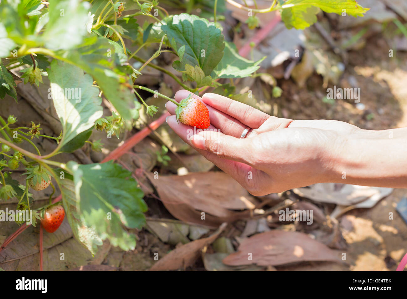 Strawberries on vine hi-res stock photography and images - Alamy