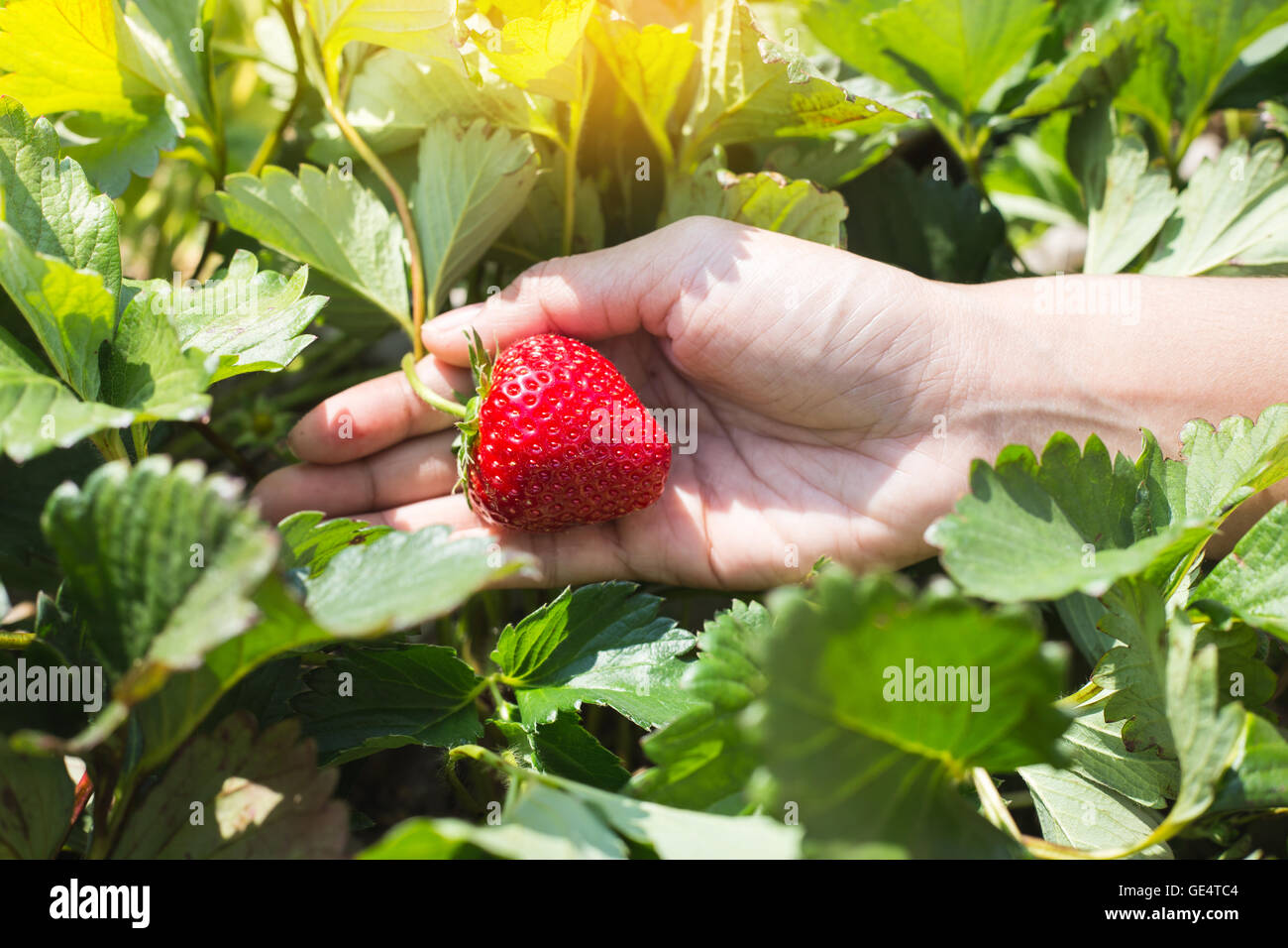 Woman picking strawberries in field hi-res stock photography and images ...