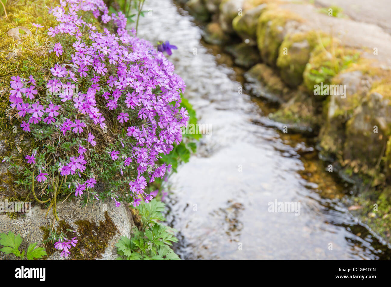 pink blossom flower with water stream and stone at Shirakawago Japan ...