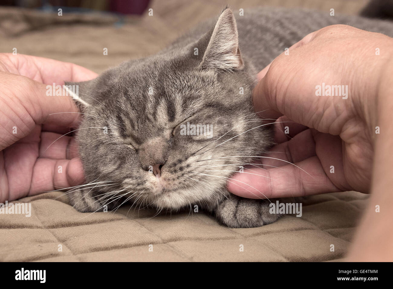 master hands caress the cat Stock Photo - Alamy