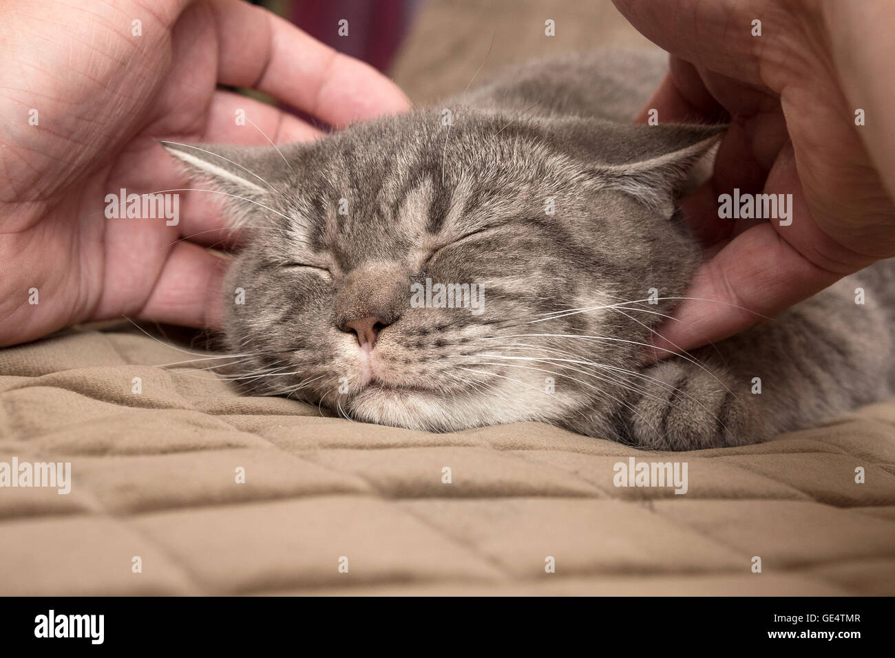 master hands caress the cat Stock Photo - Alamy