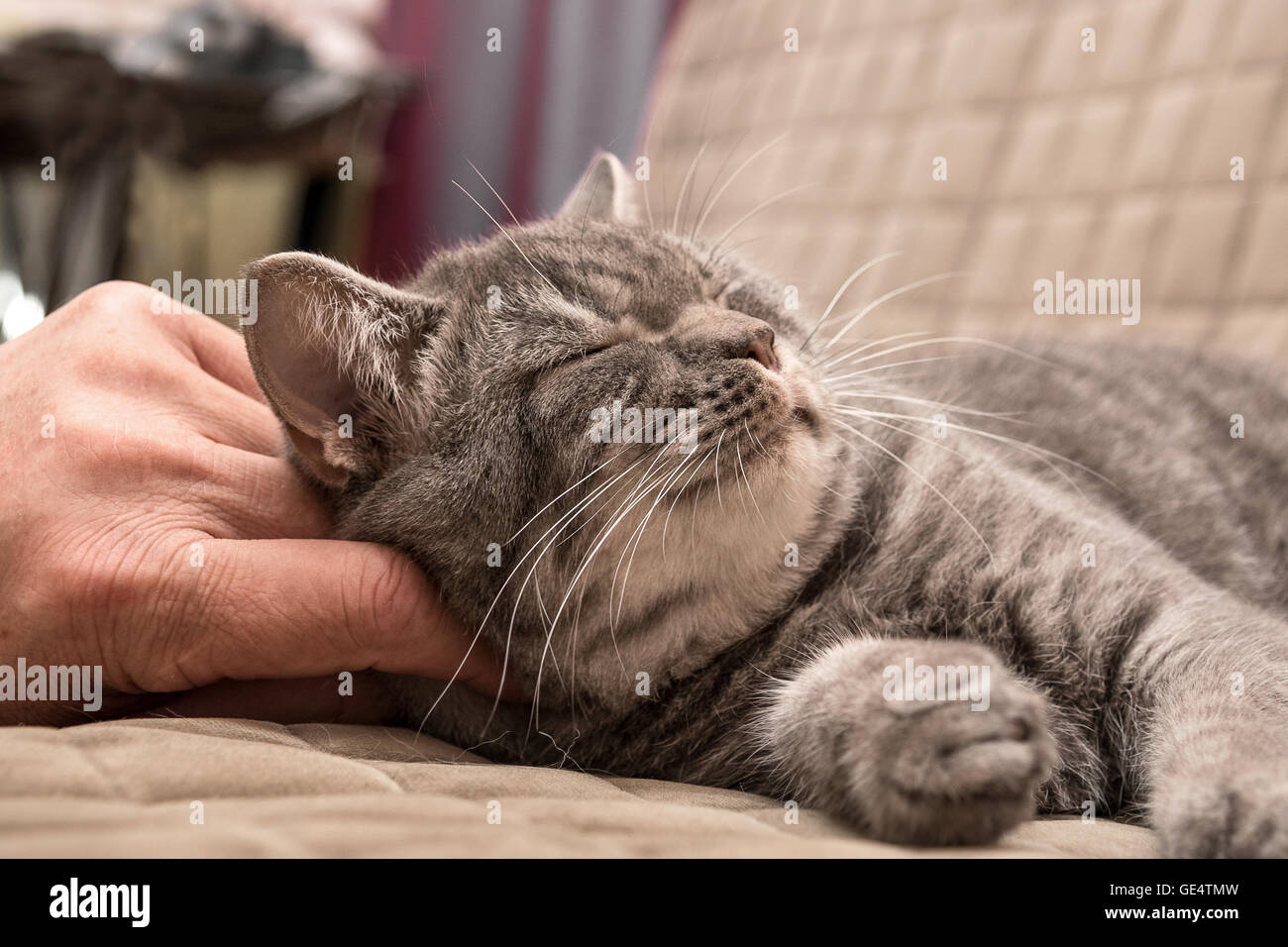 master hands caress the cat Stock Photo - Alamy