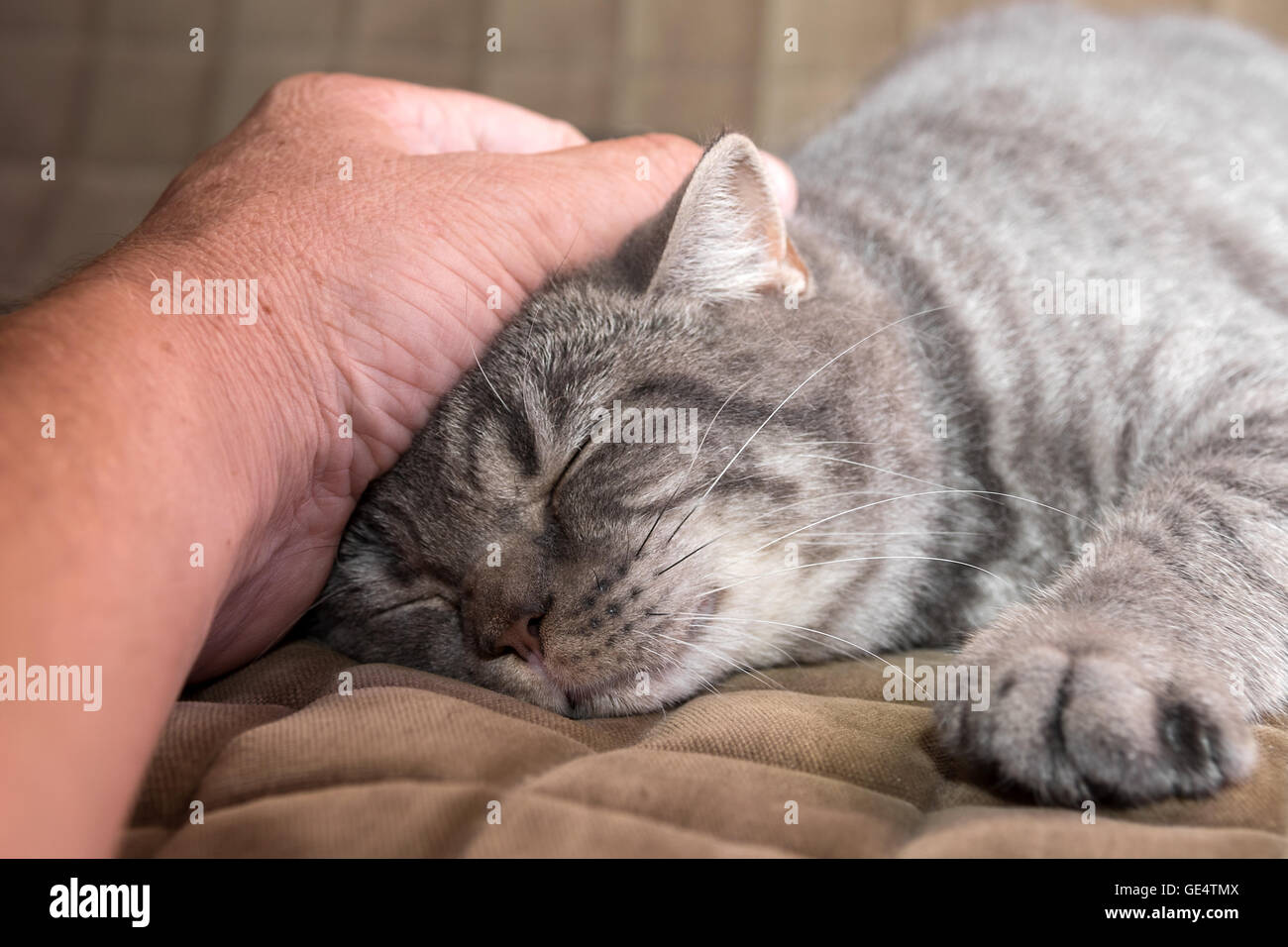 master hands caress the cat Stock Photo - Alamy