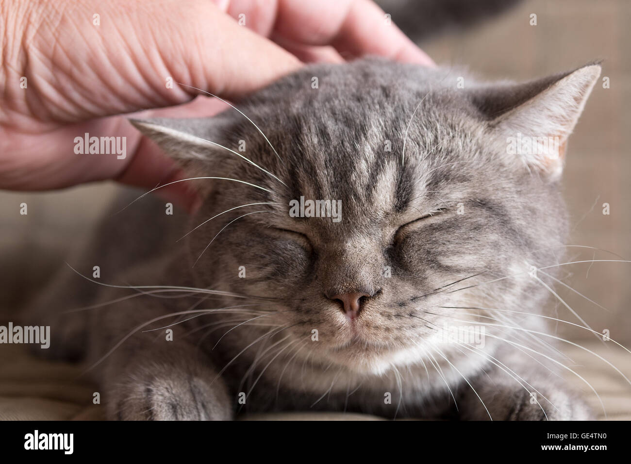 Master at arm hi-res stock photography and images - Alamy