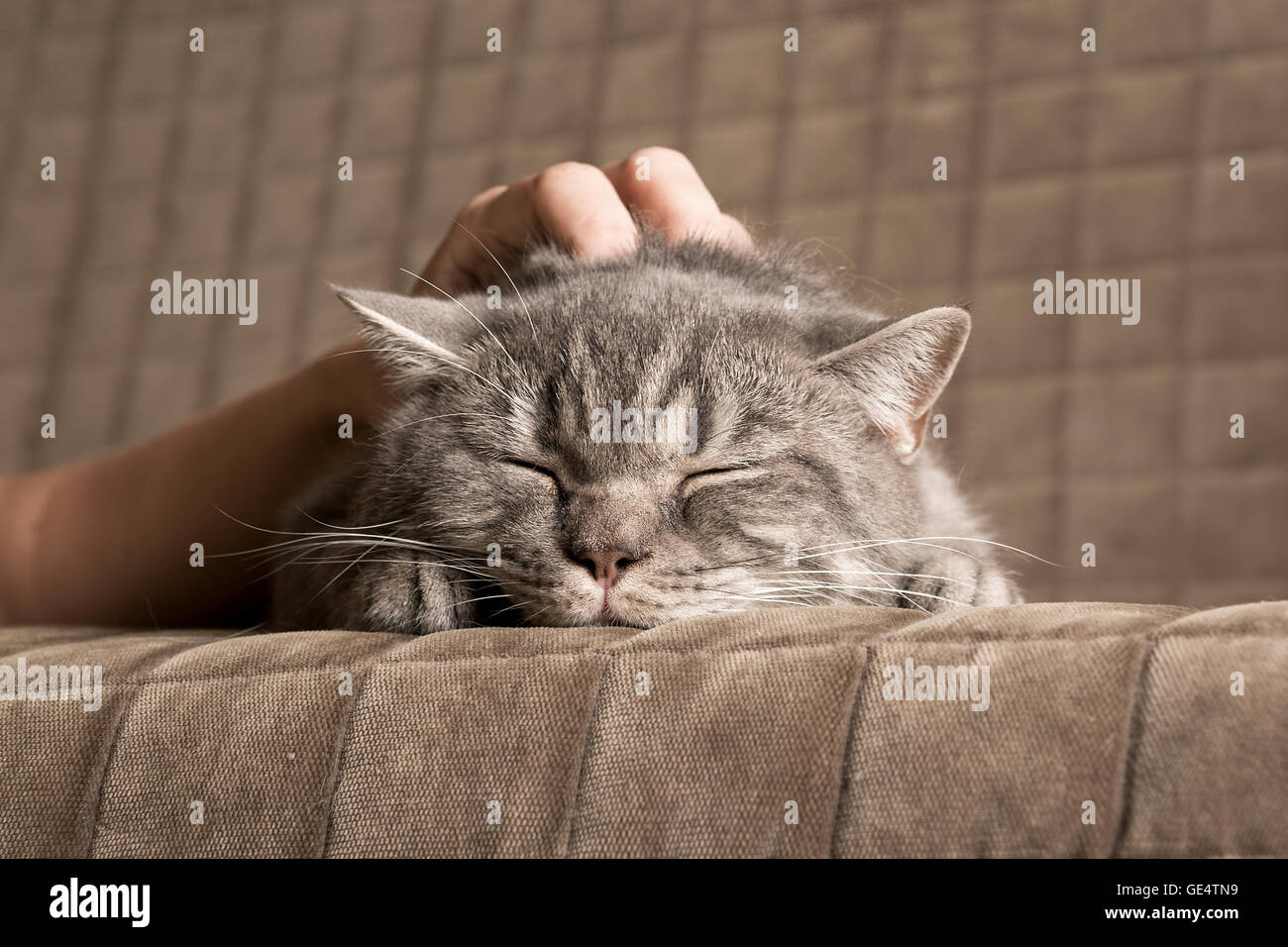 master hands caress the cat Stock Photo - Alamy