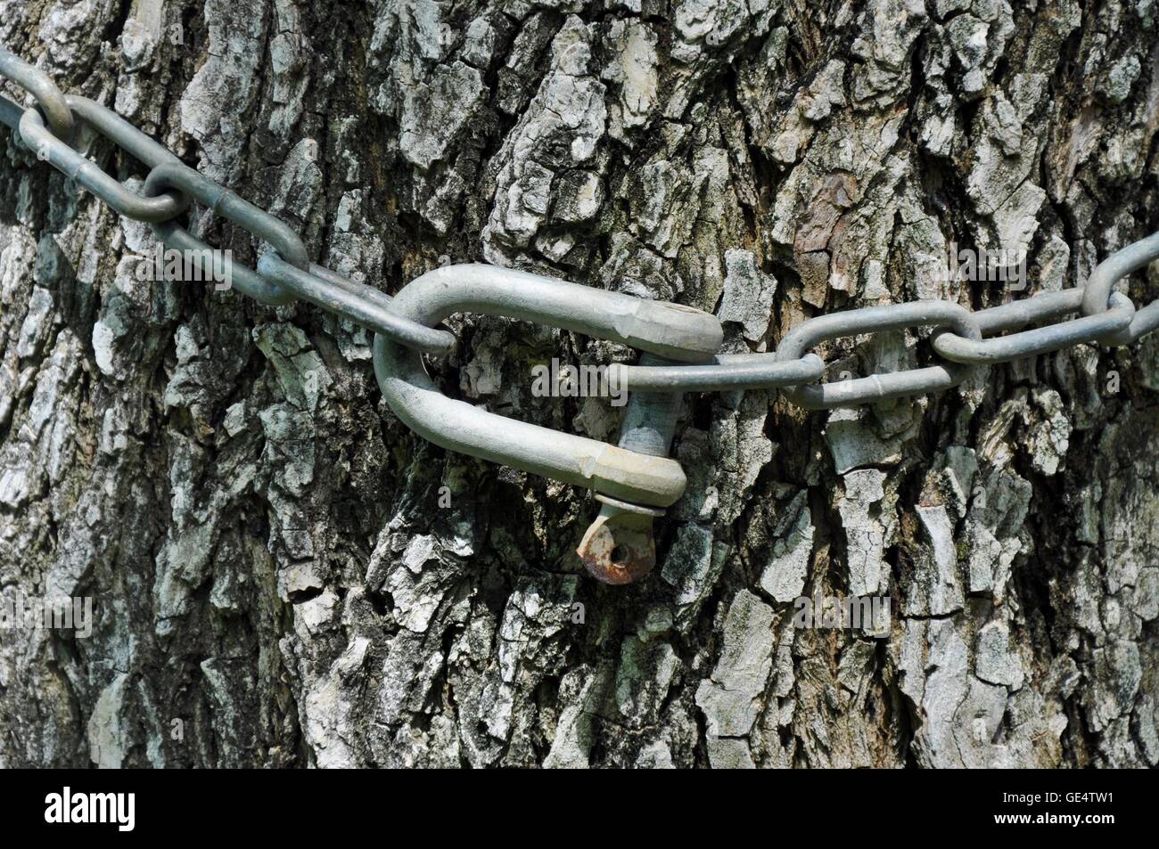 Metal chain link with loop and pin draped around rough tree bark ...