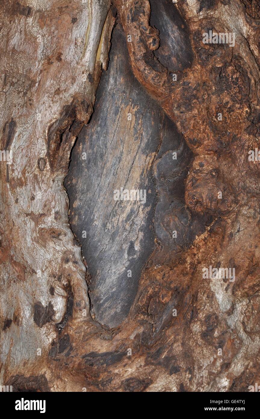 Closeup abstract of a Western Australia tree trunk with two textures of ...