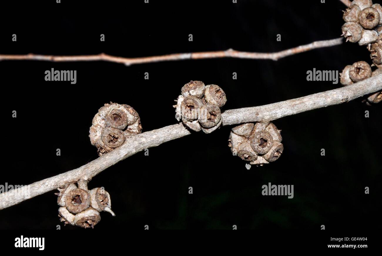 Gum nuts on branch in closeup detail isolated on a black background ...