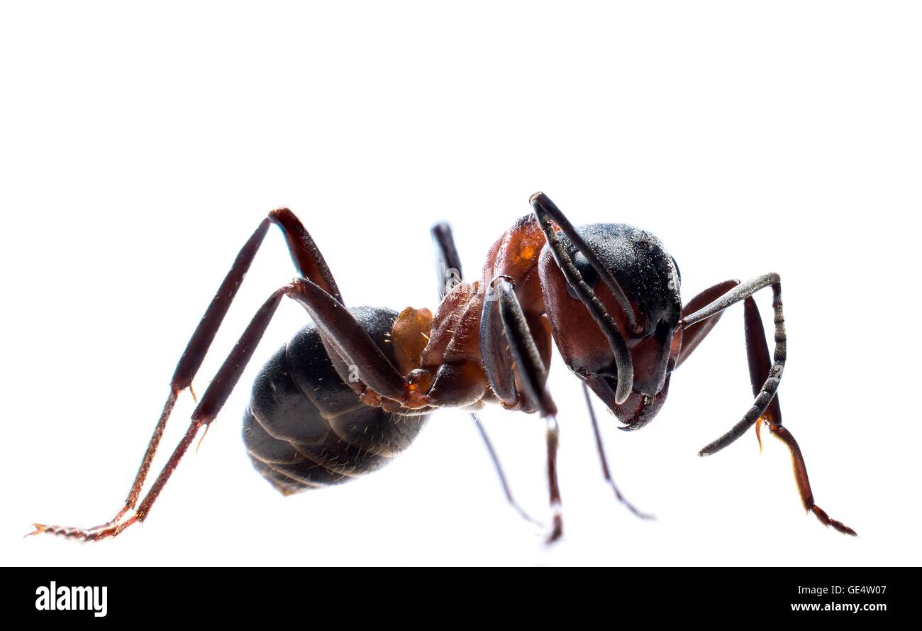 Ant photo hi-res stock photography and images - Alamy