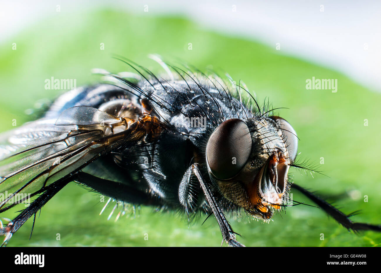Bluebottle fly hi-res stock photography and images - Alamy