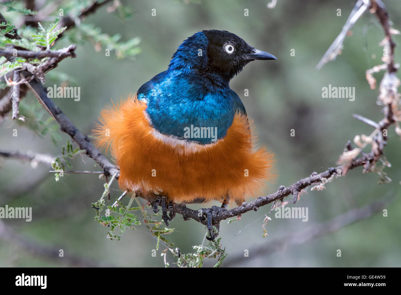 Tarangire birds hi-res stock photography and images - Alamy
