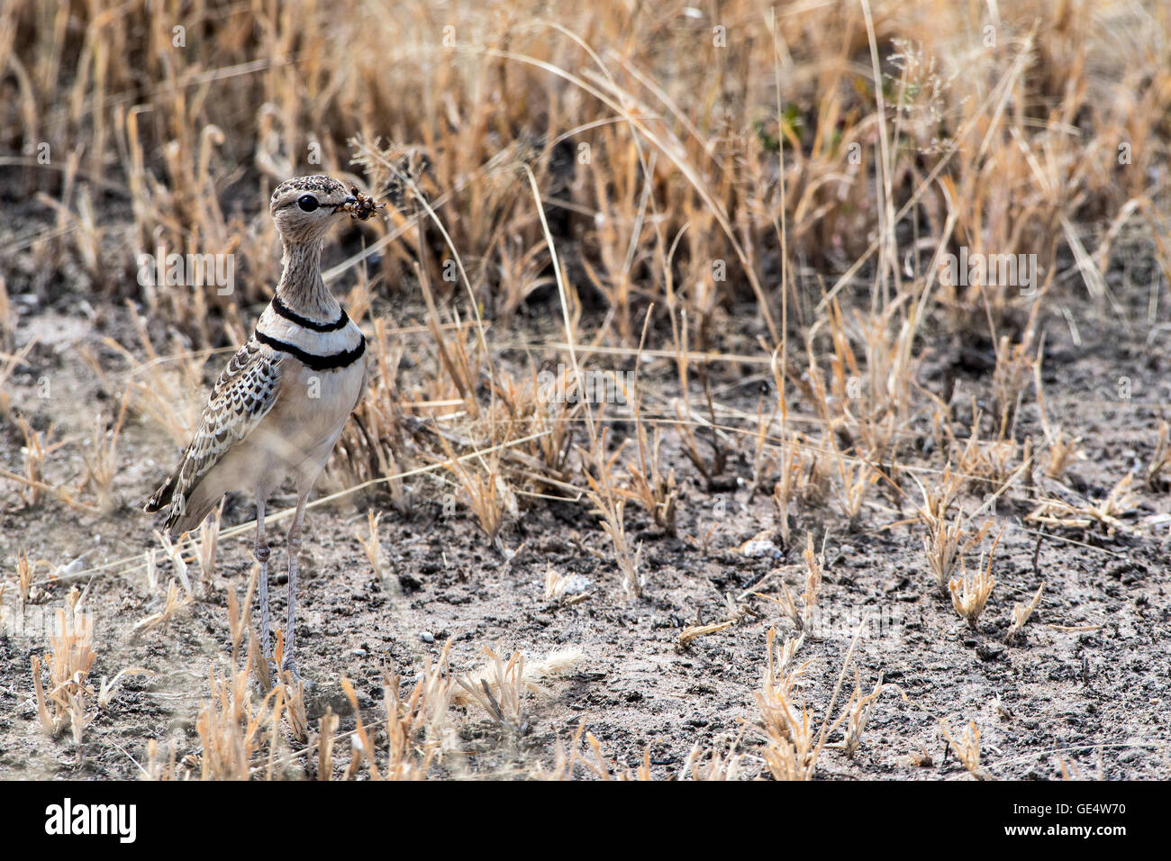 Courser with a prey in the billy goat hi-res stock photography and ...
