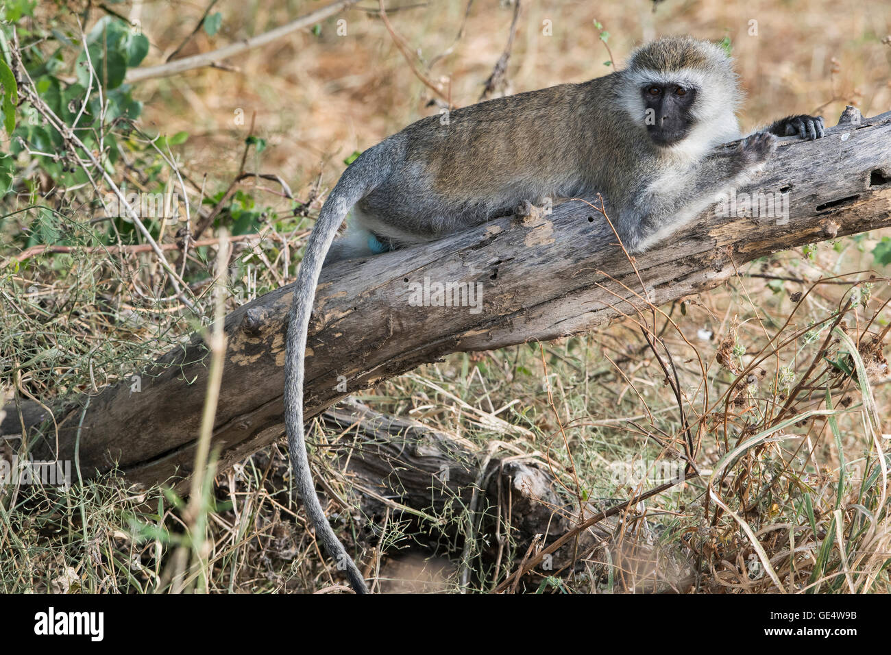 Tanzania, Tarangire NP, Vervet Monkey, Chlorocebus pygerythrus Stock ...