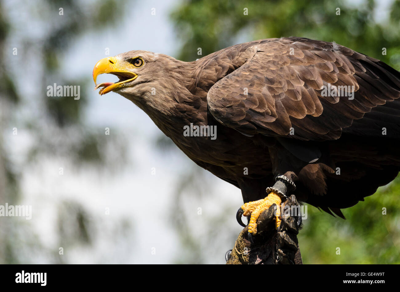 Eagle on hand hi-res stock photography and images - Alamy