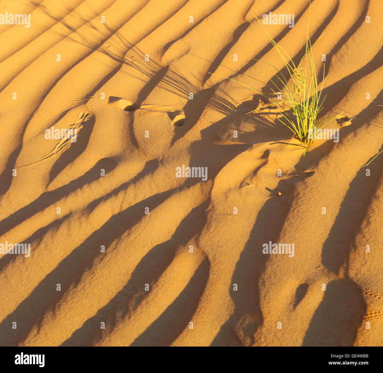 abstract texture line wave in oman the old desert and the empty quarter ...