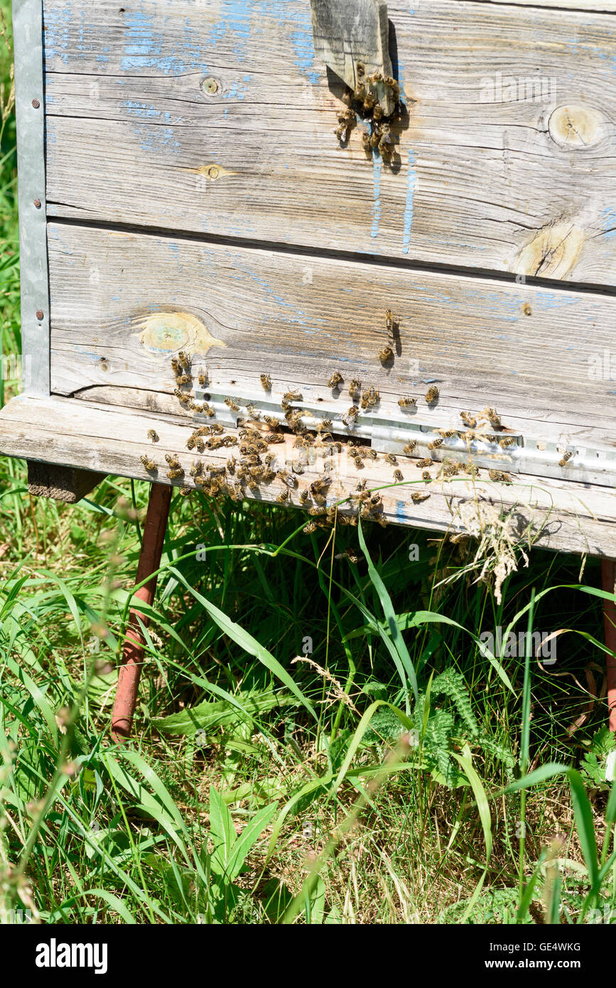 Leaving the hive hi-res stock photography and images - Alamy