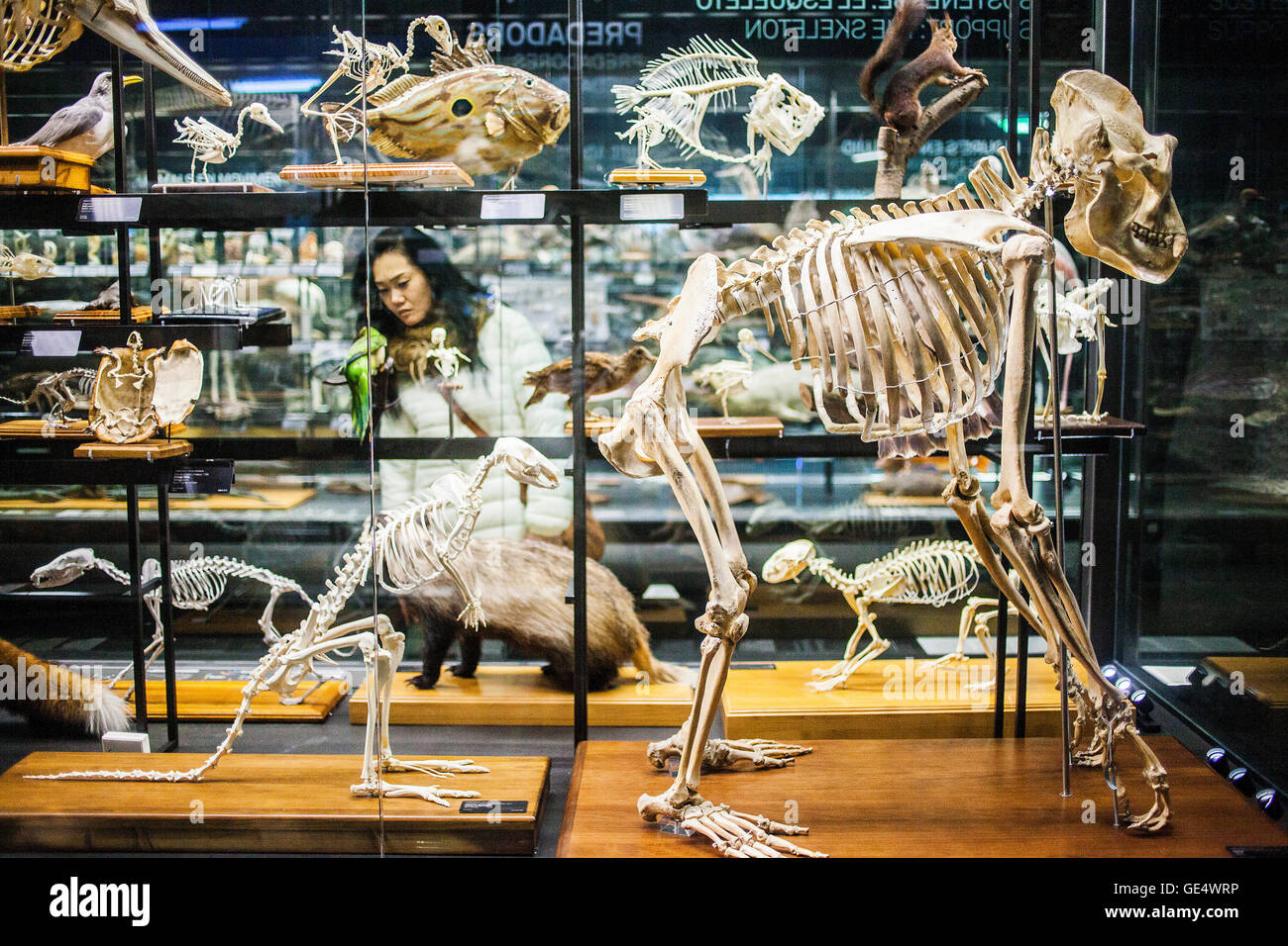 Museu Blau,museum of natural science,case of skeletons. Building ...