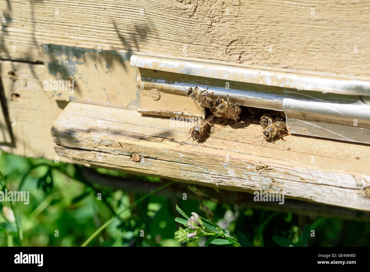 Leaving the hive hi-res stock photography and images - Alamy